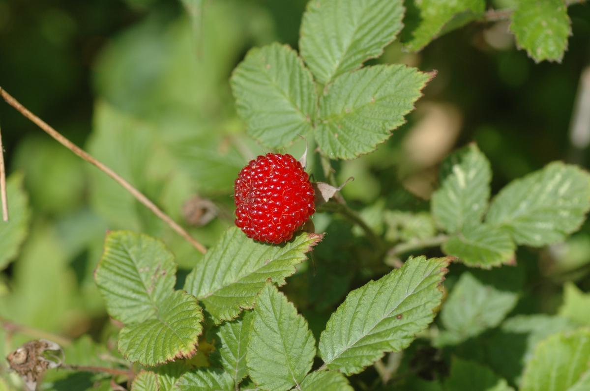 생물종다양성 >보유자원 검색>연구소 보유 생물종>상세