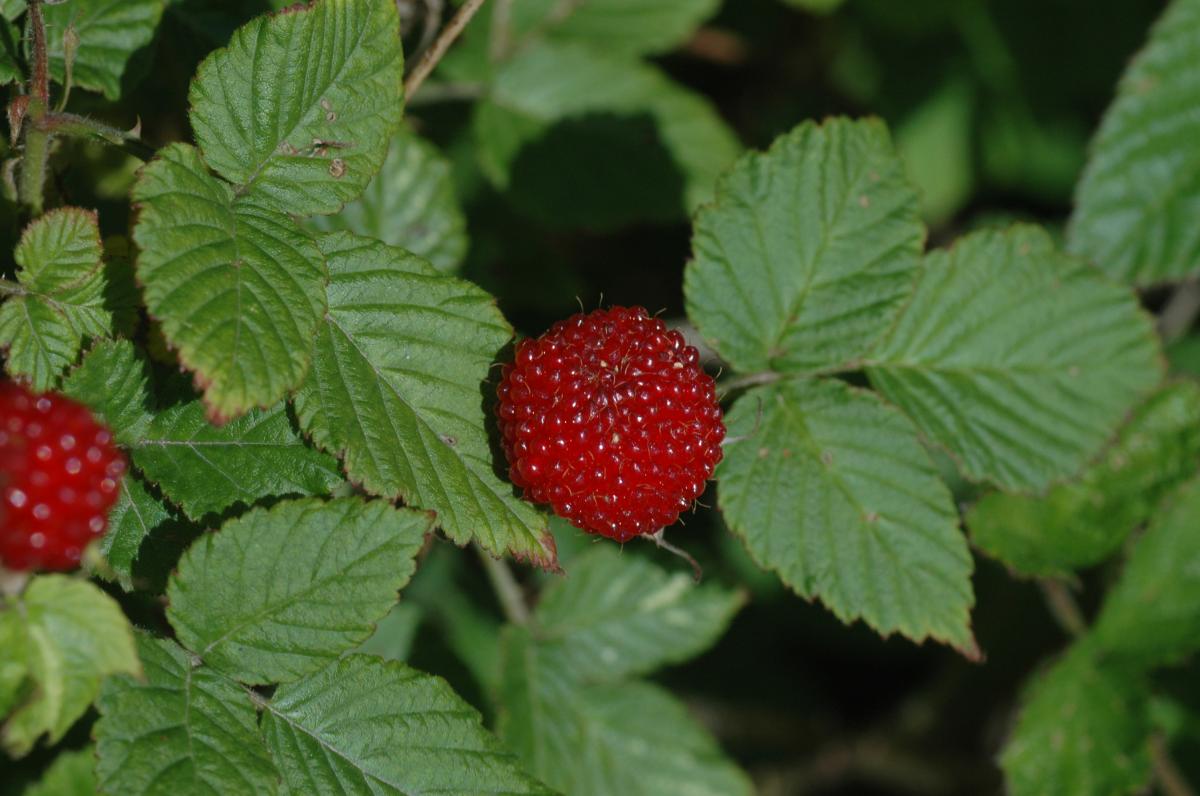 생물종다양성 >보유자원 검색>연구소 보유 생물종>상세