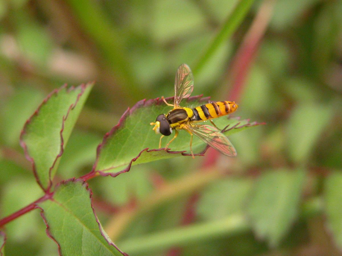 생물종다양성 >보유자원 검색>연구소 보유 생물종>상세