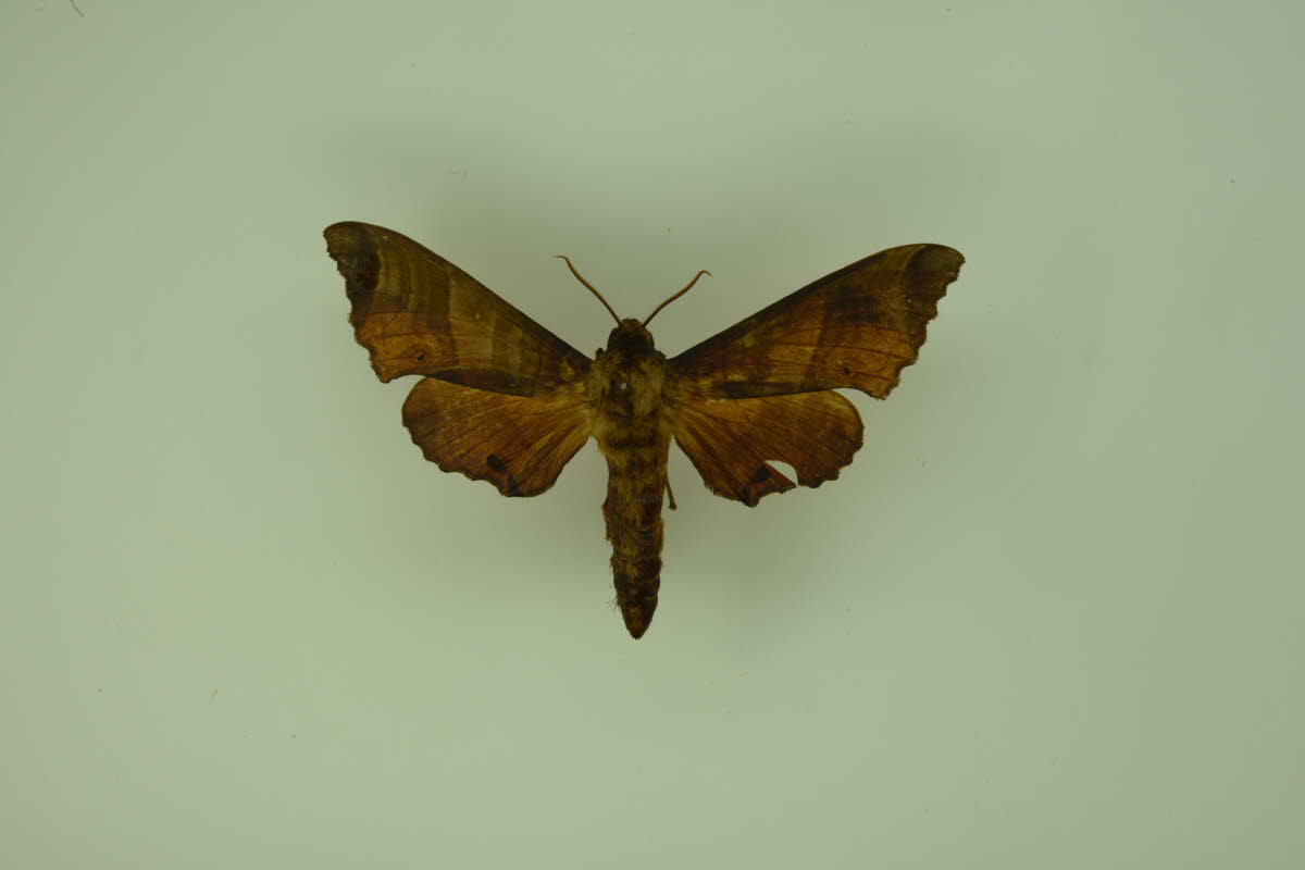 생물종다양성 >보유자원 검색>연구소 보유 생물종>상세